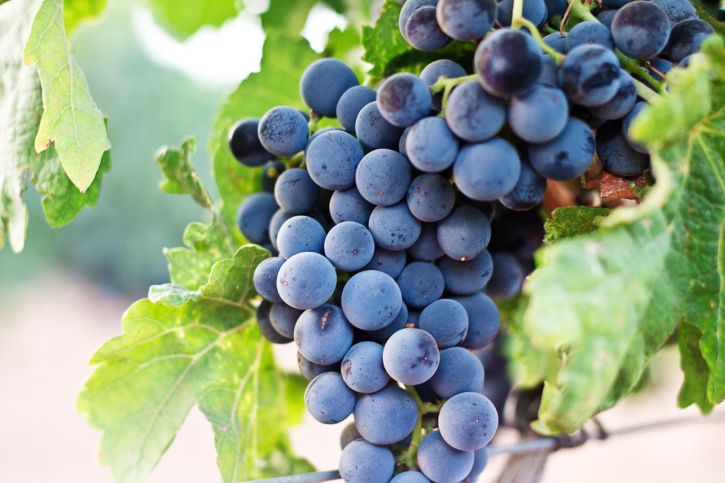 The great grape debate: Are you a 'bag grabber' or a 'customiser ...