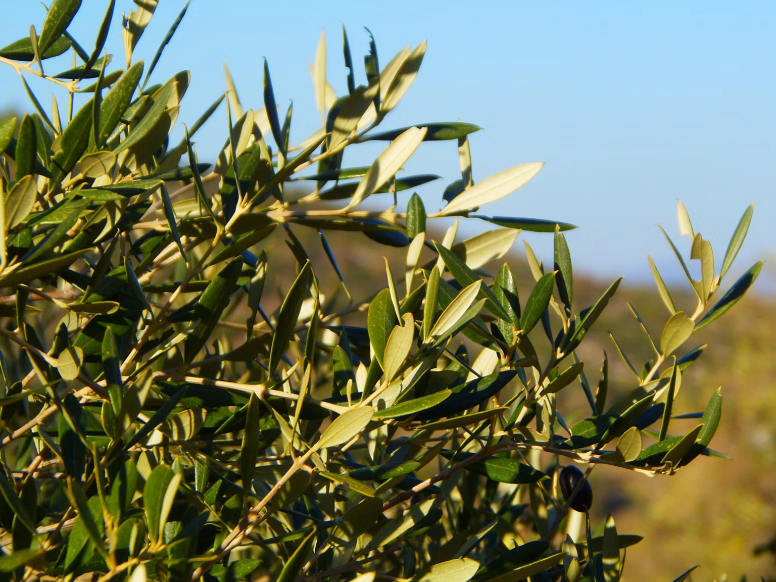 One of Australia’s most wanted men found living as a Greek olive farmer ...