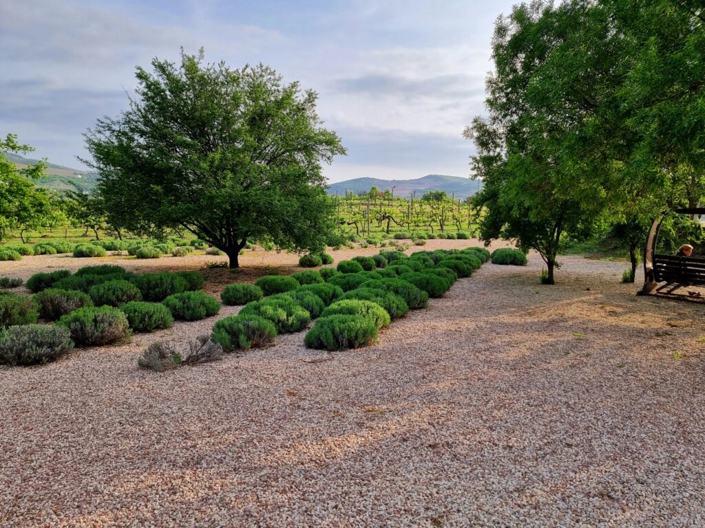One of Australia’s most wanted men found living as a Greek olive farmer ...