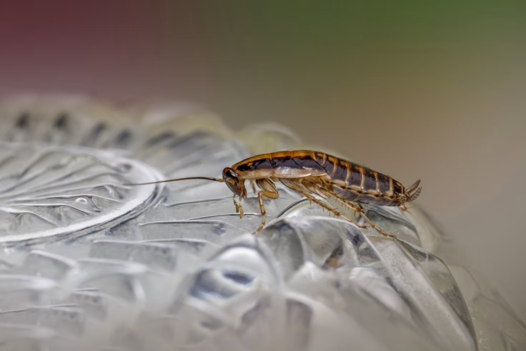 Australia’s great cockroach bust: 100,000 bugs seized, and small ...