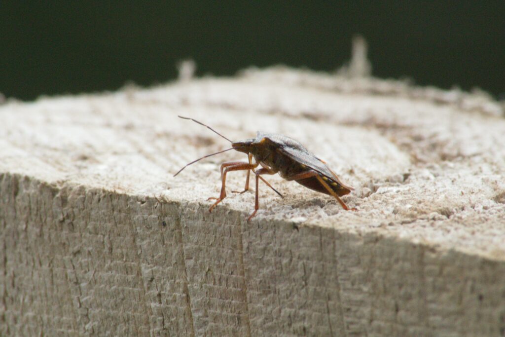 Australia’s great cockroach bust: 100,000 bugs seized, and small ...