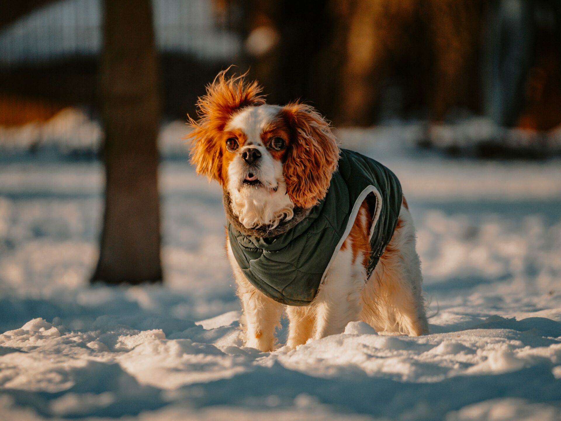 Do dogs really need winter coats? Vet explains who does | YourLifeChoices