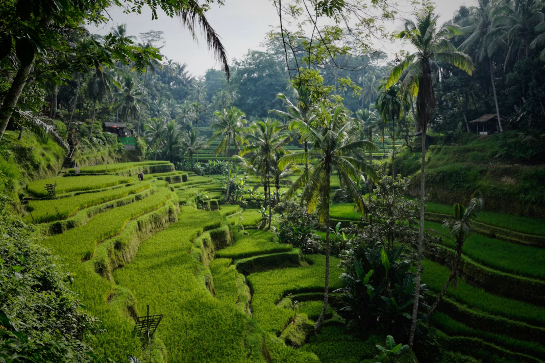Canggu’s traffic nightmare: What every Australian heading to Bali needs ...