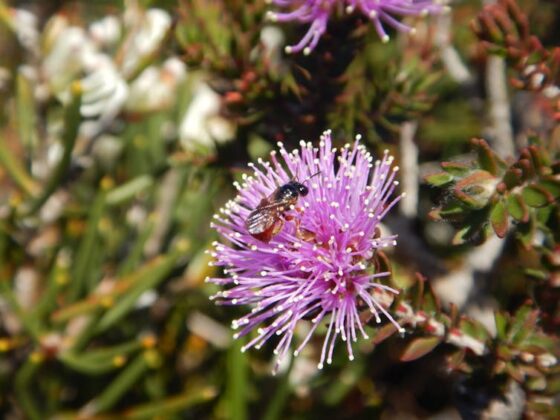 How will Australian native bees cope with climate change? Their nests ...