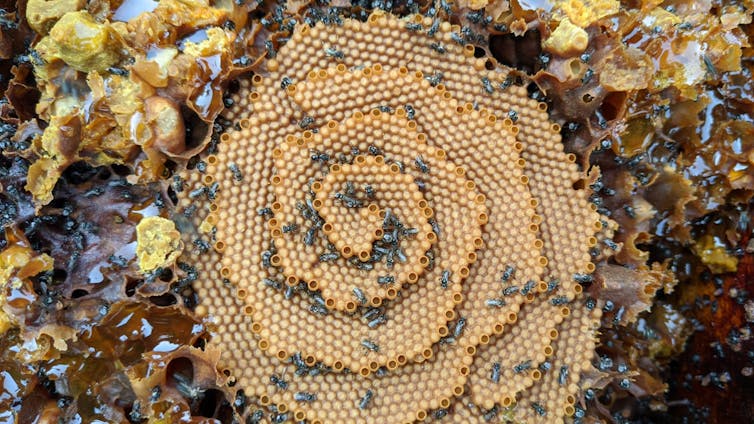 How will Australian native bees cope with climate change? Their nests ...