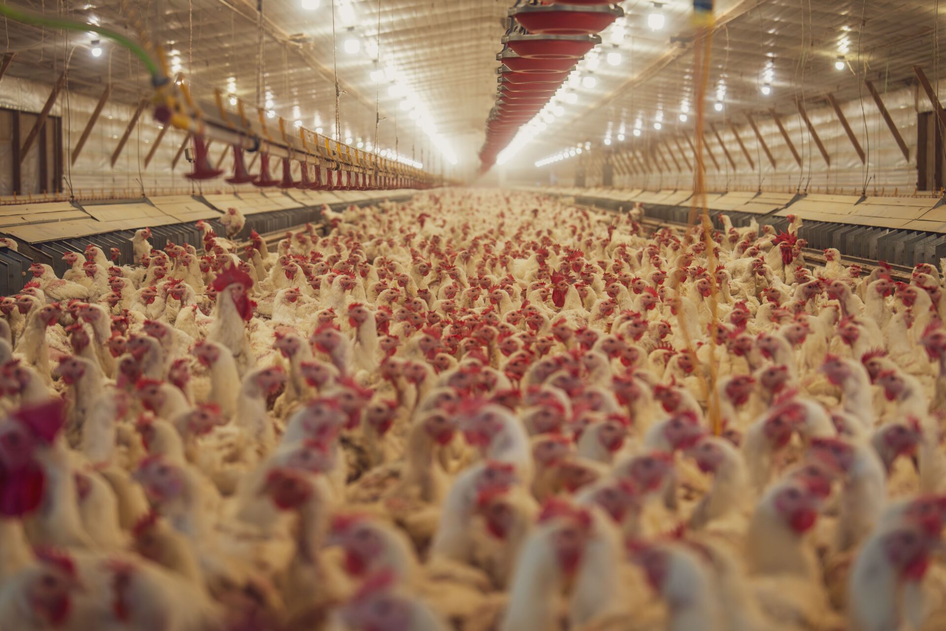 Bird flu threat sparks strict farm lockdowns | YourLifeChoices