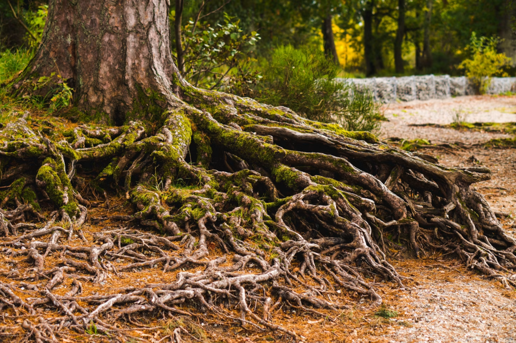 A tradie pulled a 17-metre tree root from a drain, and it’s a wake-up ...
