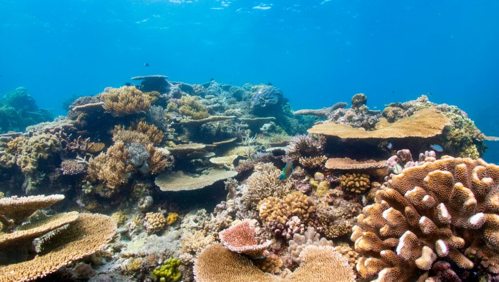 Our Great Barrier Reef is drowning in mud, and the world is watching ...