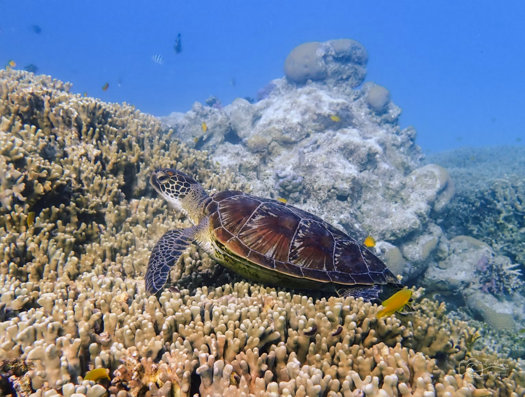 Our Great Barrier Reef is drowning in mud, and the world is watching ...
